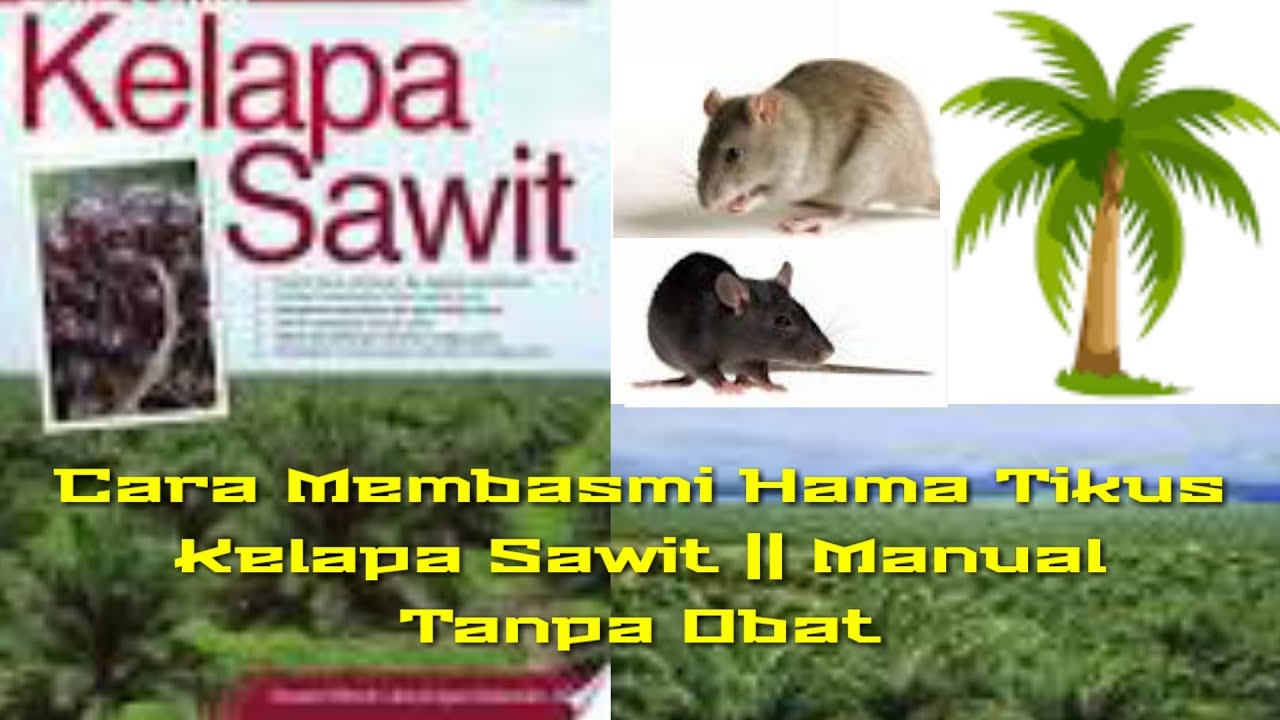Pembasmian Hama Tikus Kelapa Sawit || Manual Tanpa Obat - YouTube