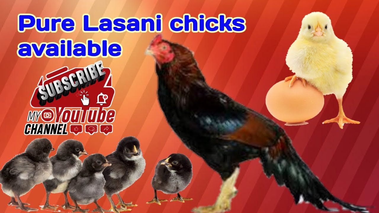 Mash Allah pure Lasni chicks available - YouTube