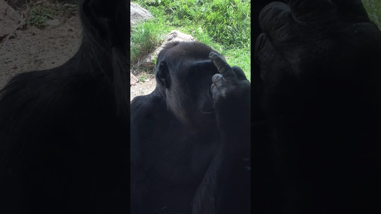MONKEY FLIPS ME OFF AT THE ZOO!!! - YouTube