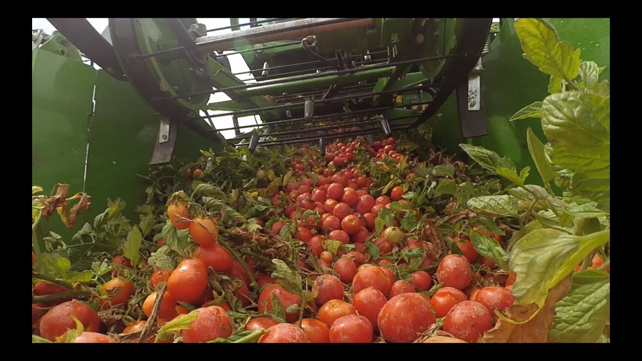 Bordeaux France machine ramasseuse tomate - YouTube