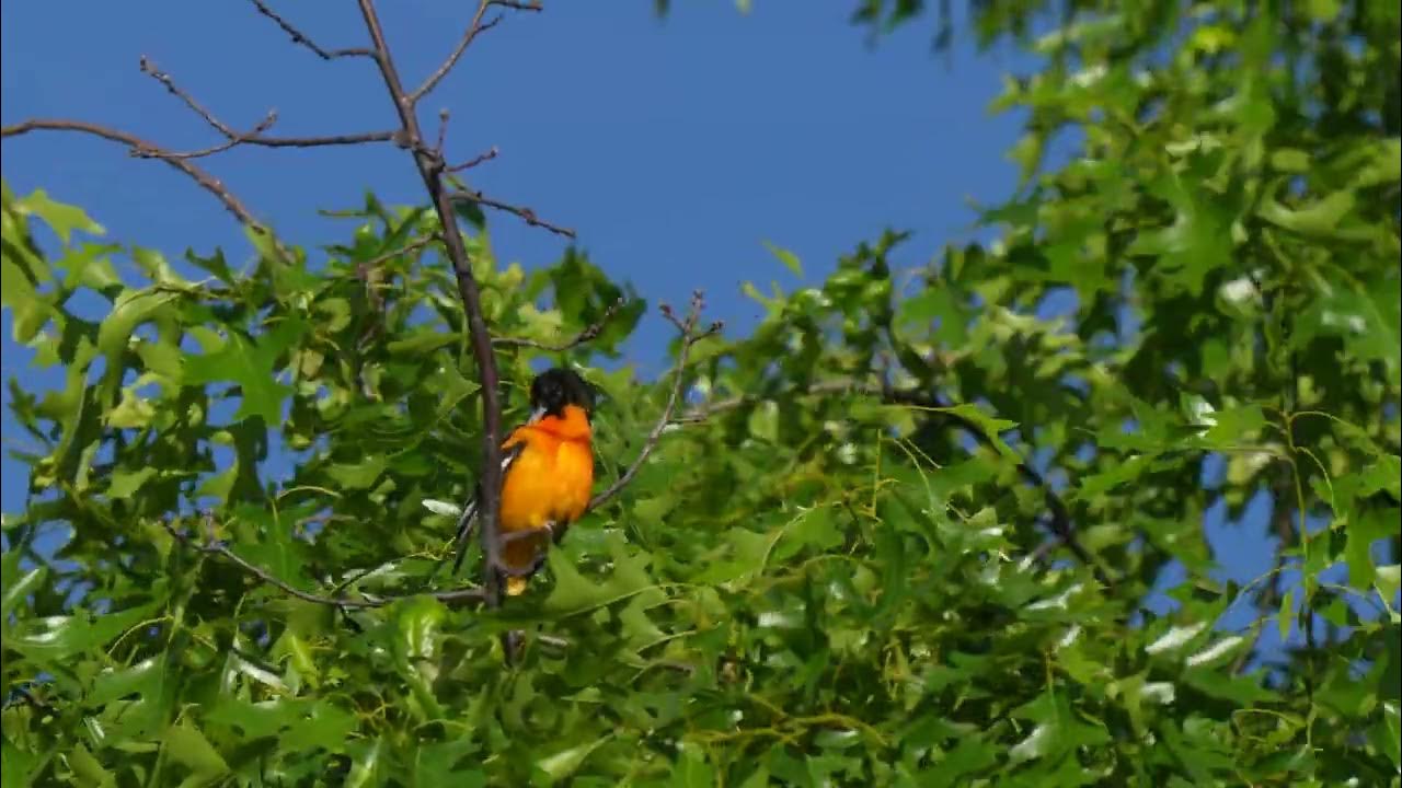 A North American Baltimore Oriole preens on an Oak tree next to a ...