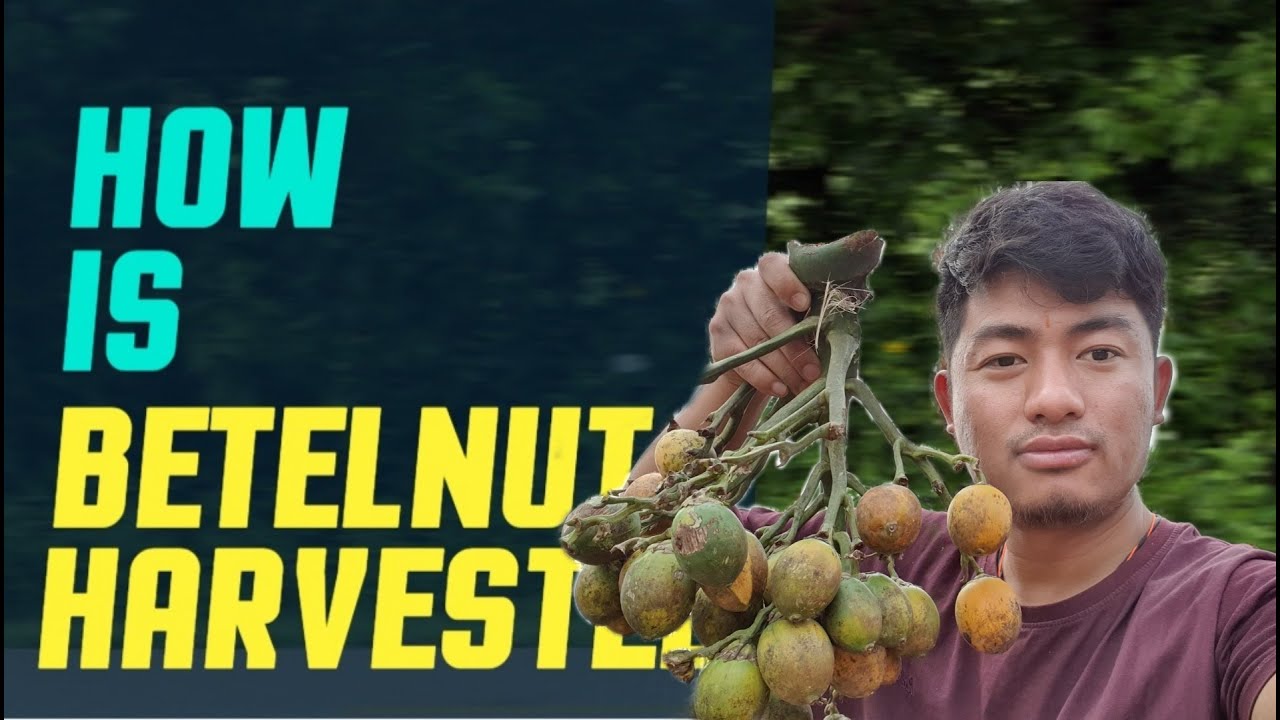 How Betel-nut is harvested | doma | youtube bhutan - YouTube