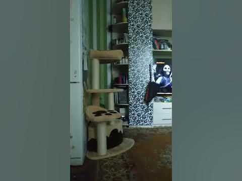 Кот. Дом кота - YouTube