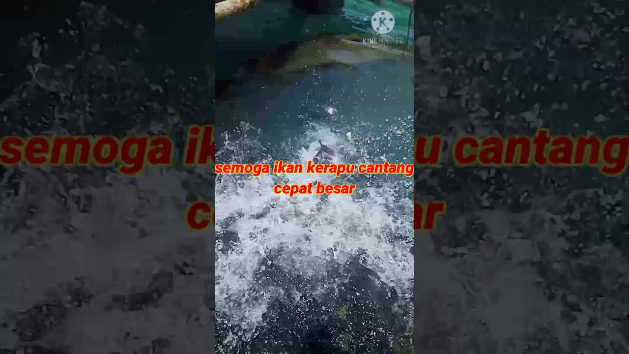 Pulo panjang kini menjadi Pulo kerapu - YouTube