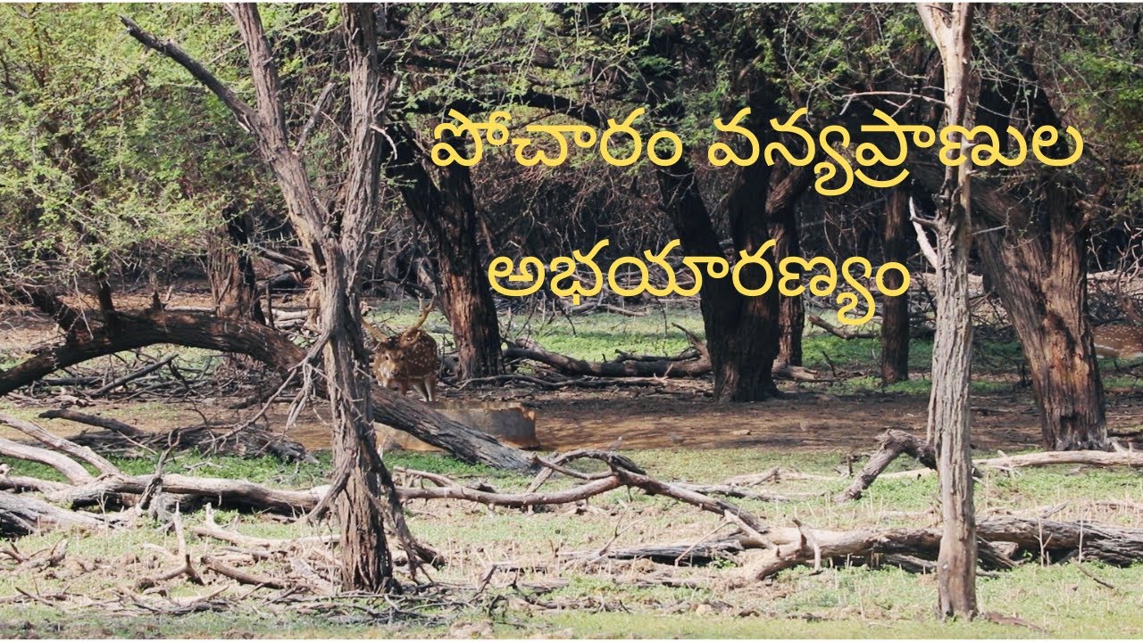 Pocharam Wild Life Sanctuary - YouTube