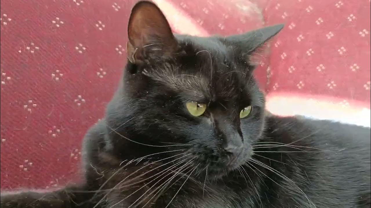 Cat Shack News - 2025/02/16 - with Errol, Rex, Sweetums and Mistress Hiss - YouTube