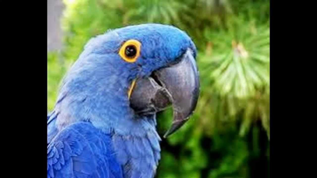 Save the Spinx Macaw - YouTube
