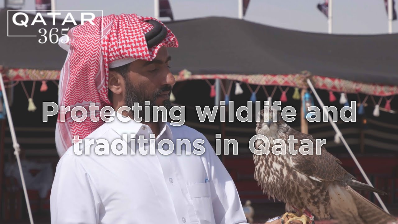 How Qatar is protecting its wildlife and special traditions | Qatar 365 ...