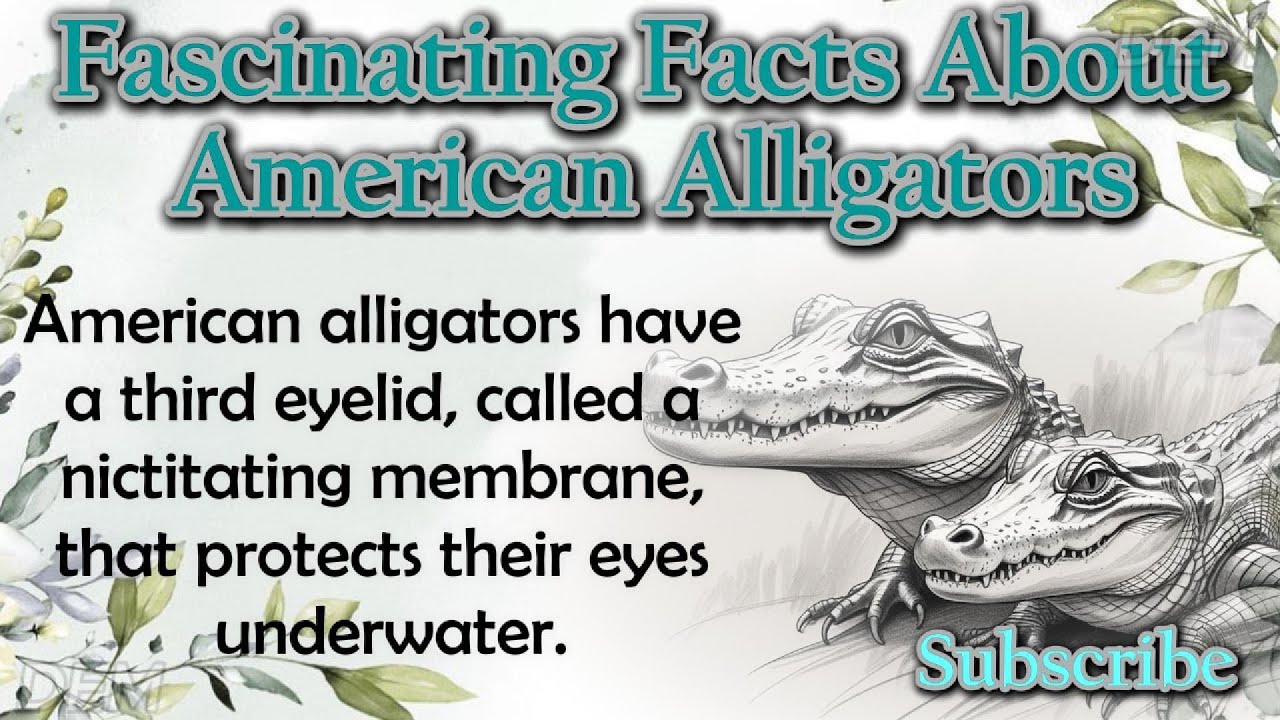 Fascinating Facts About American Alligators 🐊English Listening and ...