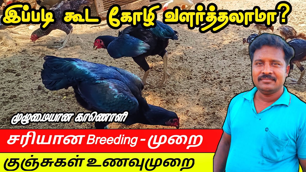 கோழிகளை தேர்ந்தெடுத்து Breeding போடும் முறை | கம்பு தேவையில்லை ...