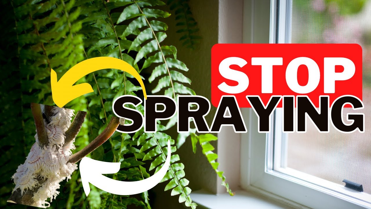 Mealybugs The Complete Guide To Killing Mealybugs Using Science 🧪