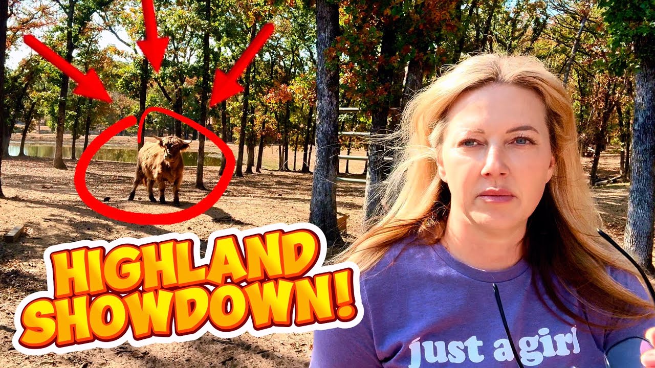 The Ultimate Showdown with Missy! The @WalkerFarmFam Highland Cow ...