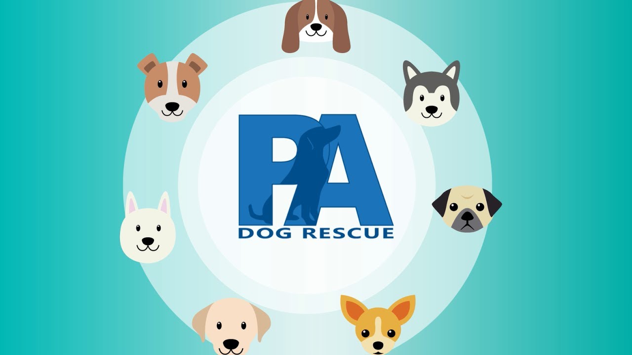 Beyond Breed Pet Matching Tool - PA Dog Rescue - YouTube