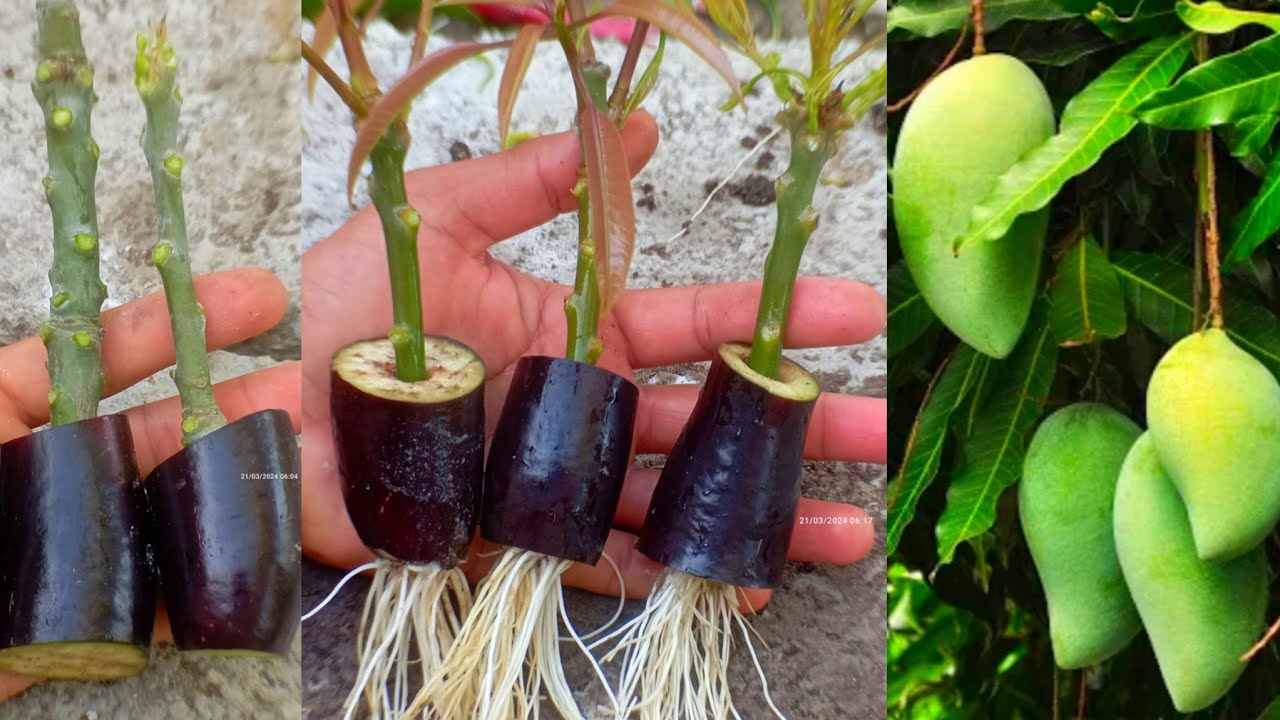 How to propagate mango tree from cuttings in eggplant - YouTube