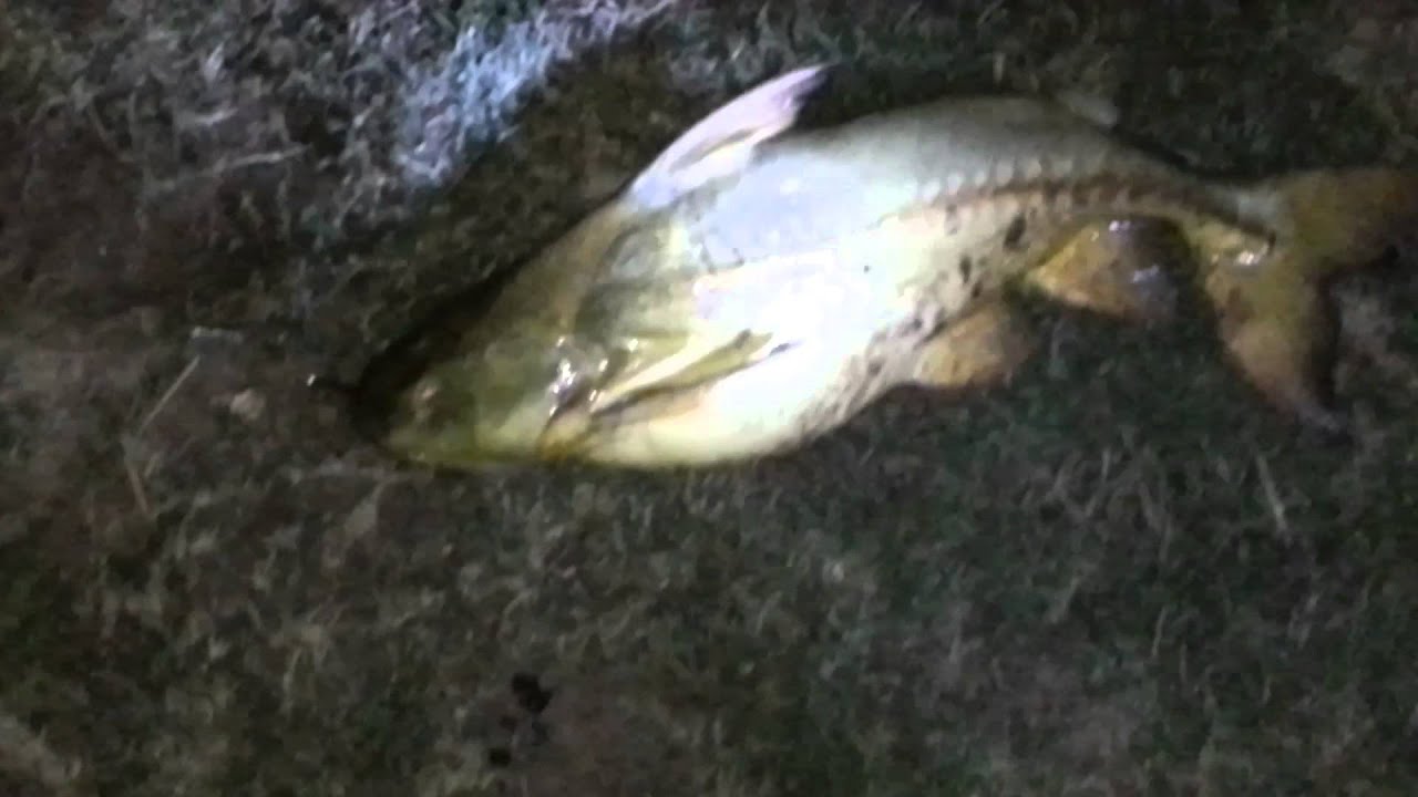 Pesca armado 5kg Diamante Entre Rios - YouTube
