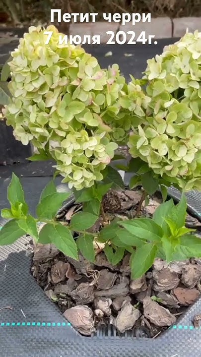 изменения соцветий Петит черри#питомник#гортензии #рекомендации #garden ...