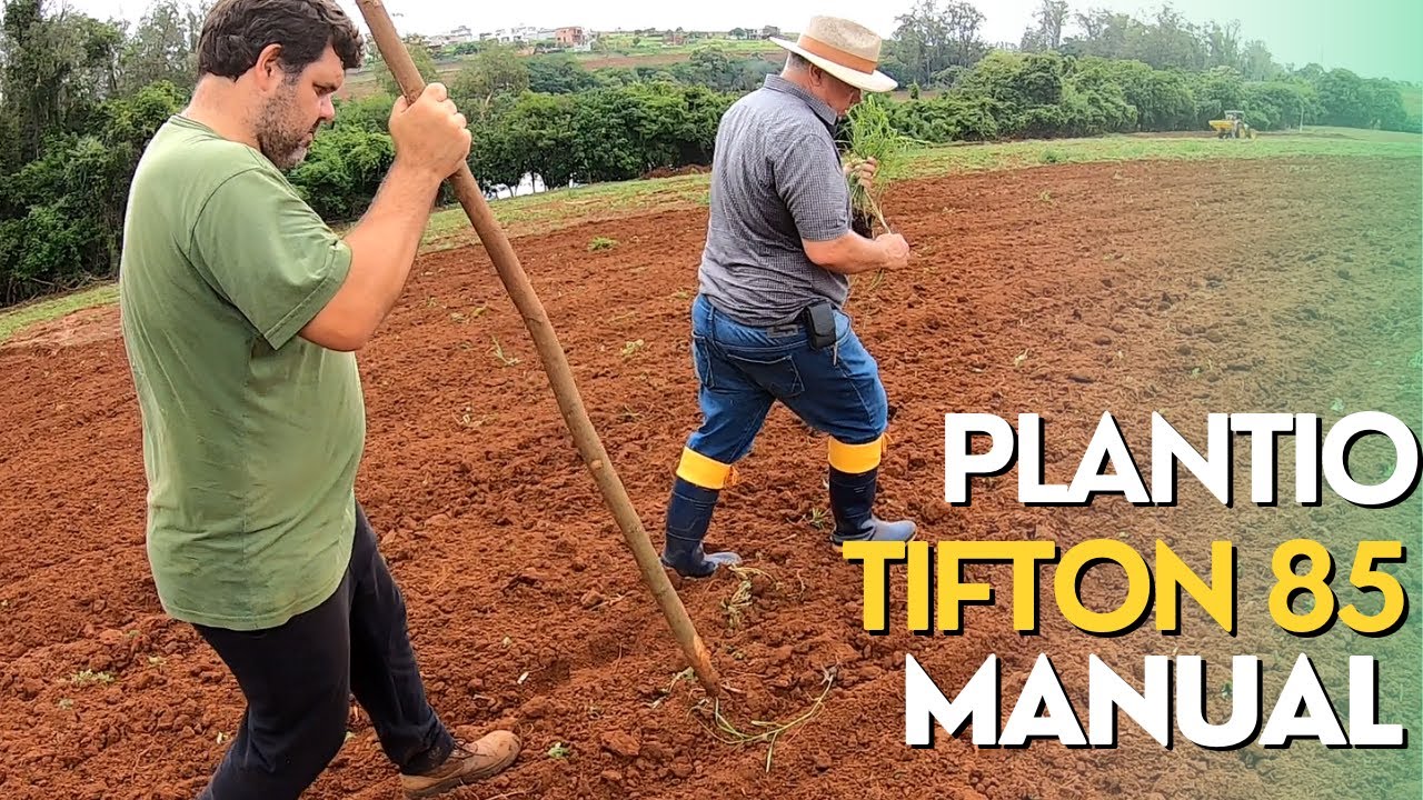 PLANTIO MANUAL DE TIFTON 85 COM MUDAS DE BANDEJA Ep#266 - YouTube