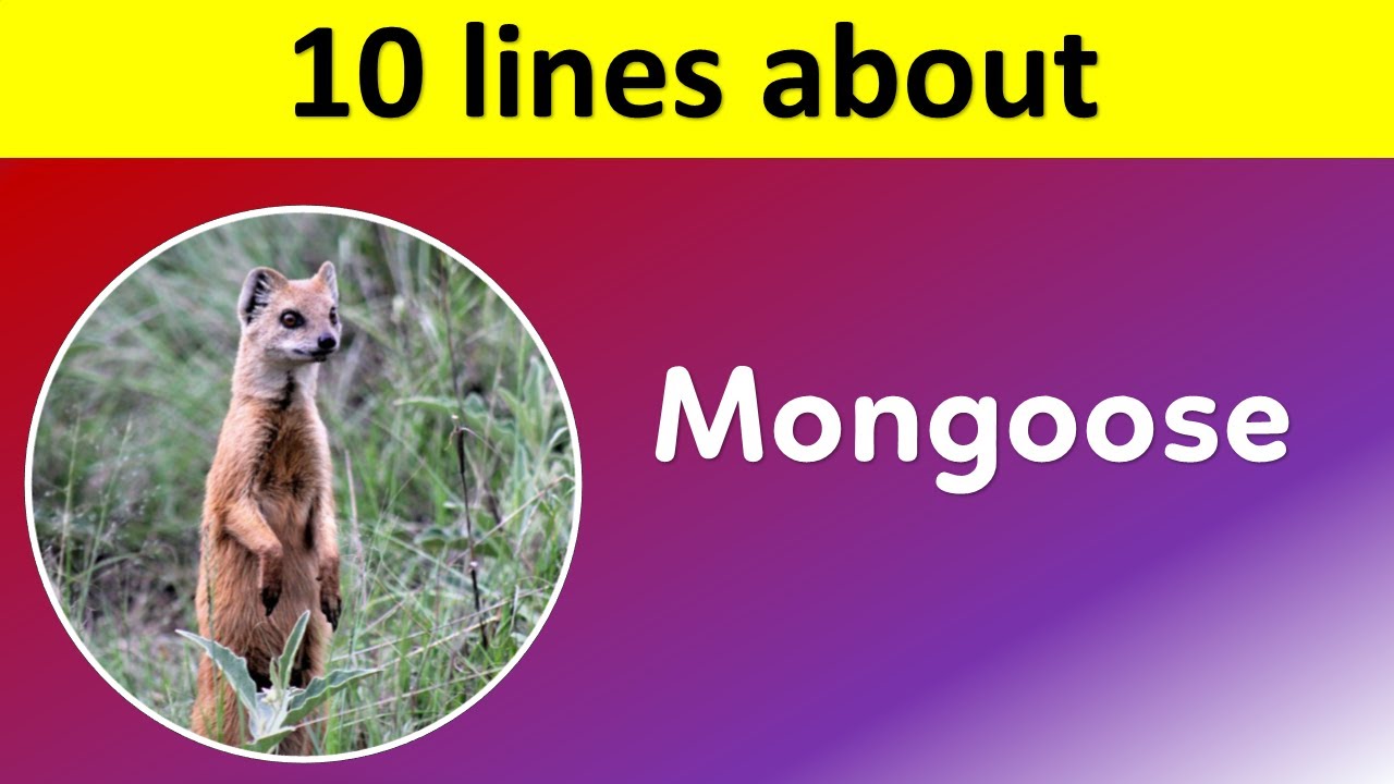 10 sentences on mongoose in English | Few lines about mongoose in ...