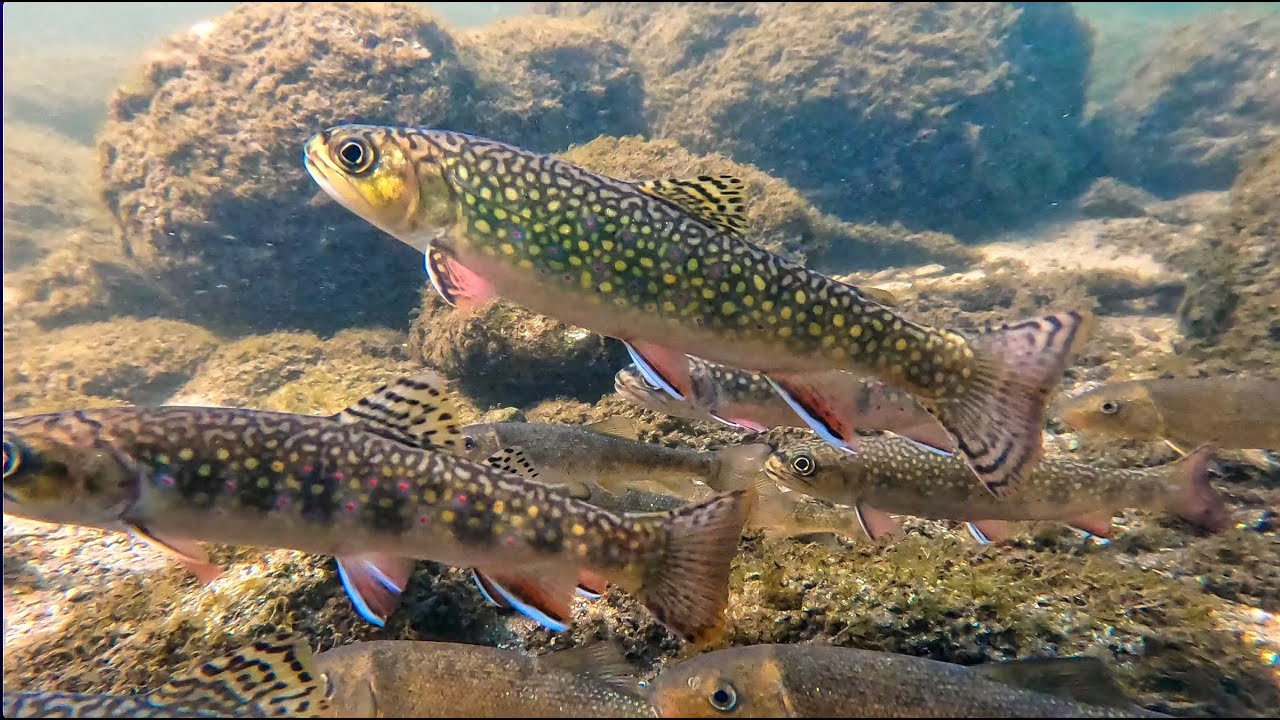 Southern Ontario small stream brook trout. - YouTube