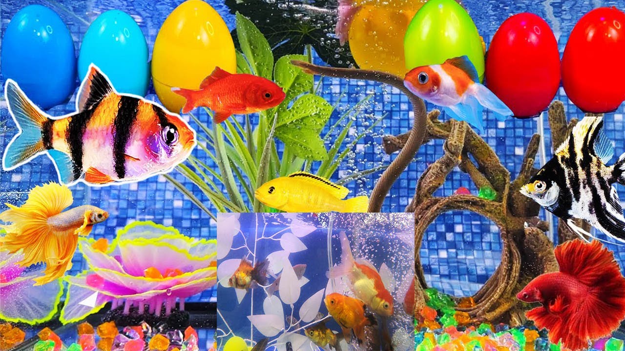 Incredible colorful betta fish eggs, snakes, angelfish,goldfish,koi ...