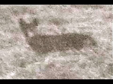 SKINWALKER, COYOTE WHISPERER, COYOTE- HUMAN COMMUNICATION-MYSTERY ...