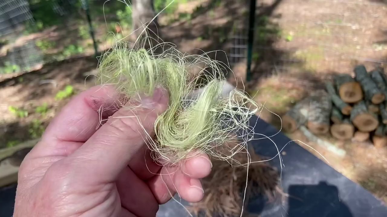 Yucca Fire Roll, It Only Takes A Little Fiber And Wood Ashes To Make It ...
