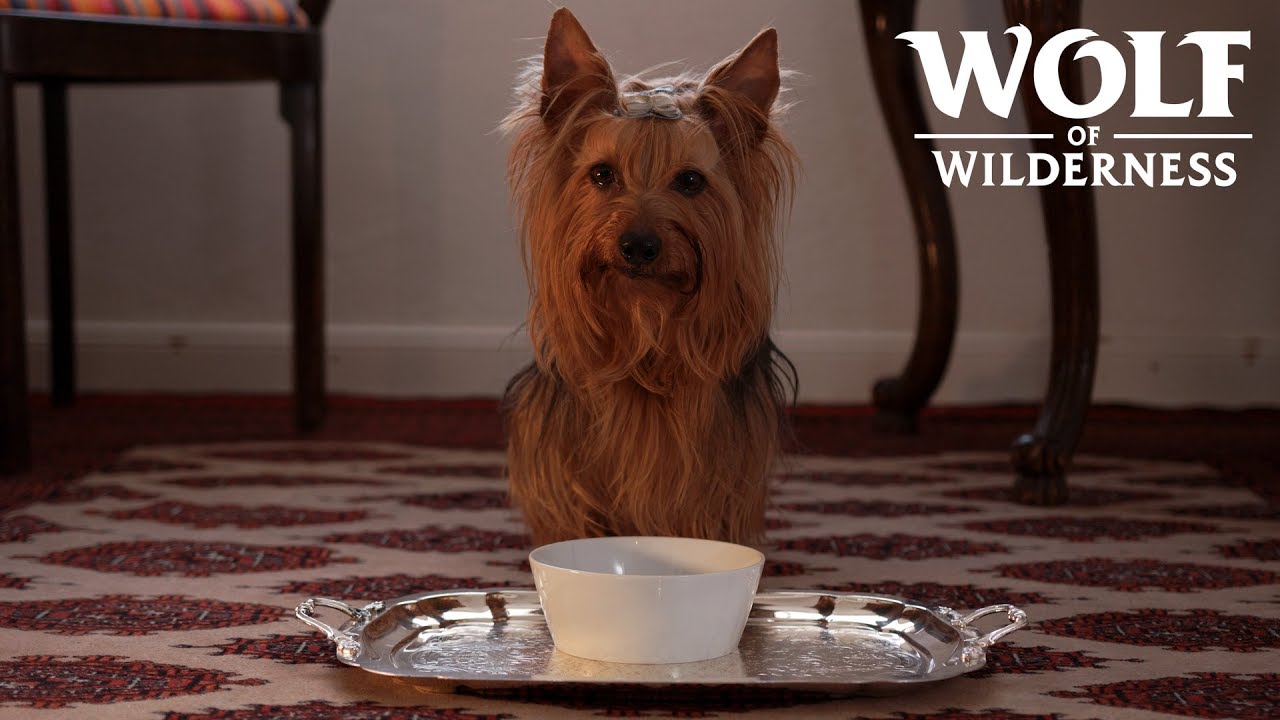 Wolf of Wilderness Commercial - The Taste of Wilderness | NovaVisuals ...