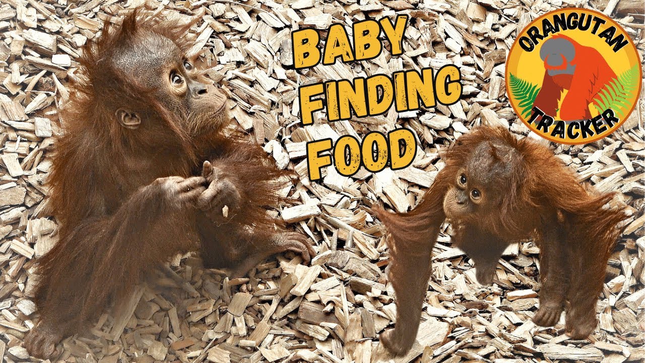 Mother And Baby Orangutan Finding Food - YouTube