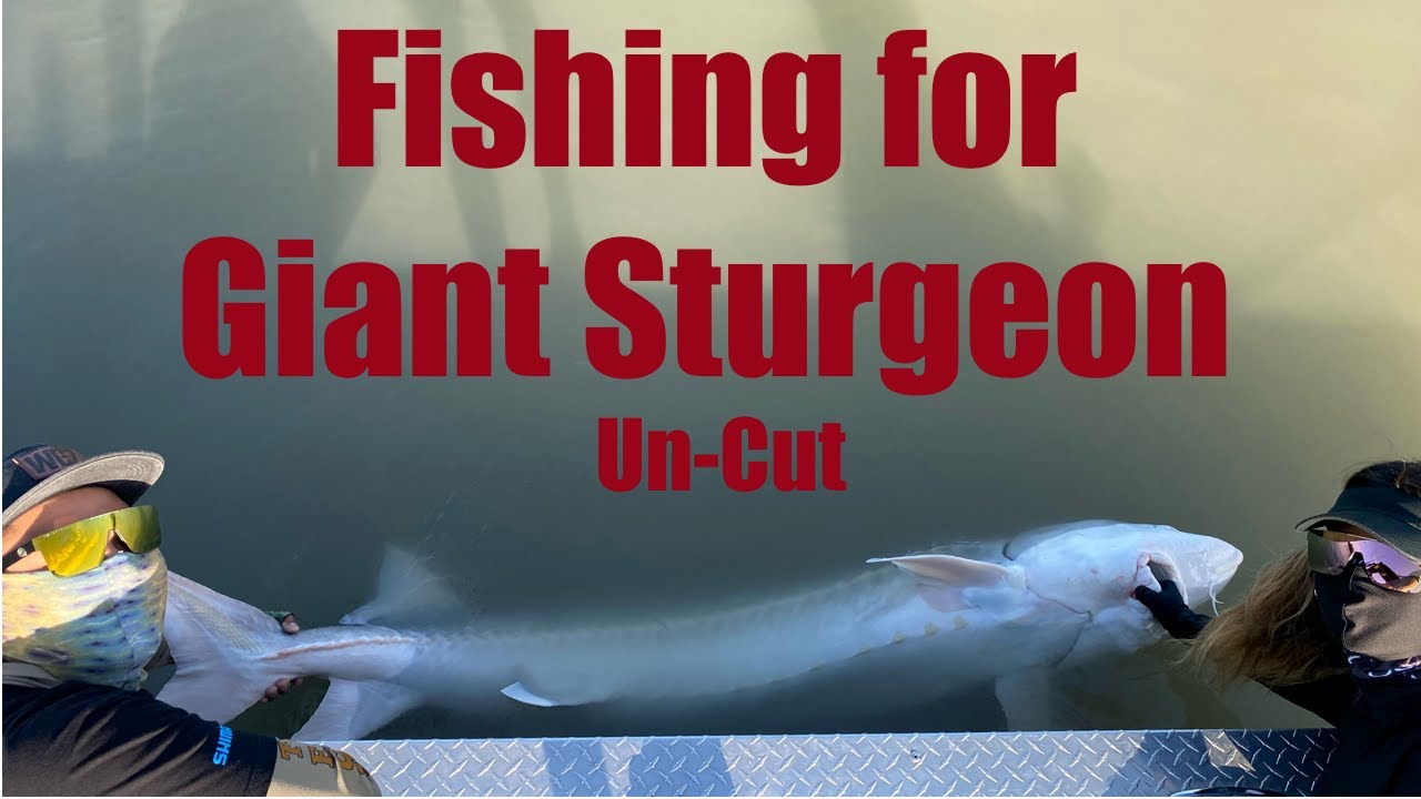 Fishing For Giant Sturgeon Un-cut Part 1 - YouTube