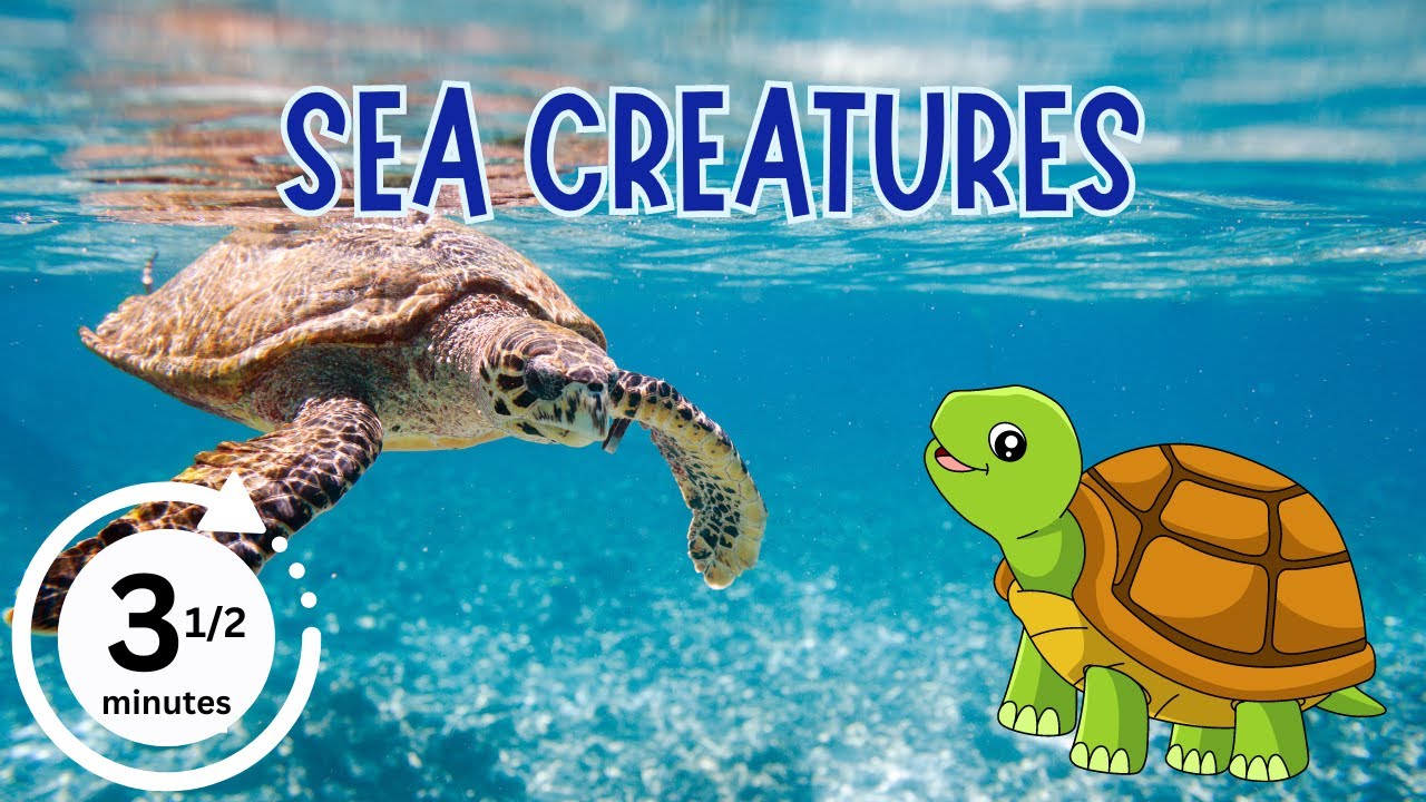 Sea Creatures | Baby Sensory | Learning - YouTube