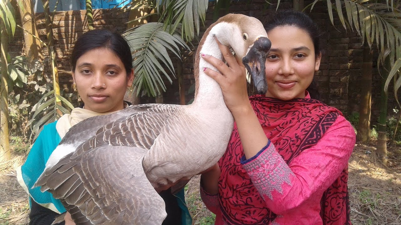 Cooking 10 Kg Goose Curry Recipe | Village Style Spicy Duck Curry ...