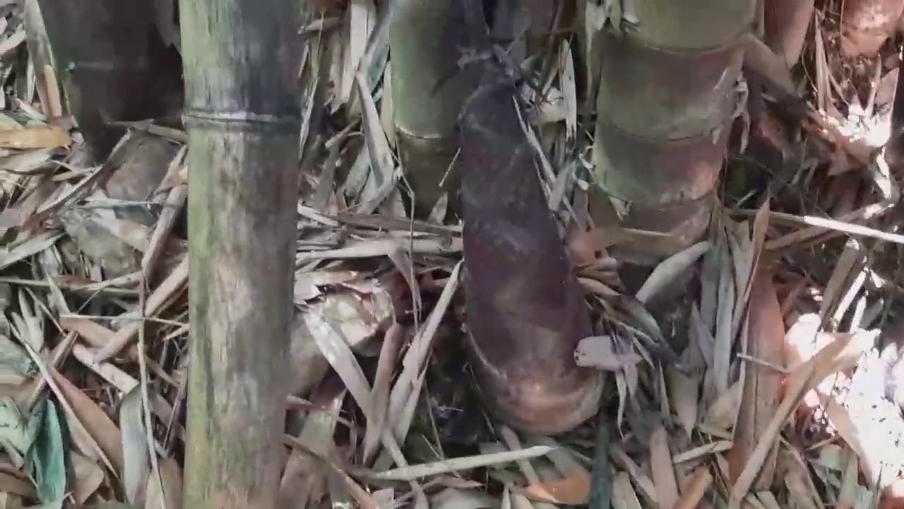 BAGGING OF CACAO FRUITS - YouTube