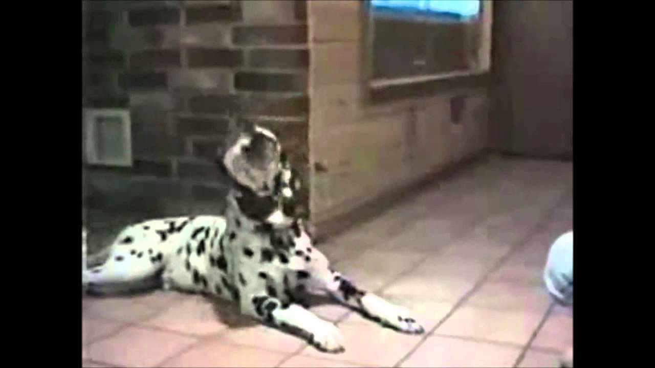 Real talking Dog - YouTube