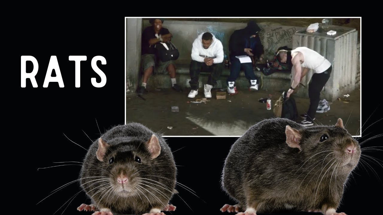 Counting rats in MacArthur Park - YouTube