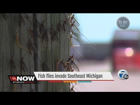 Where Are The Fish Flies Come Out In Michigan