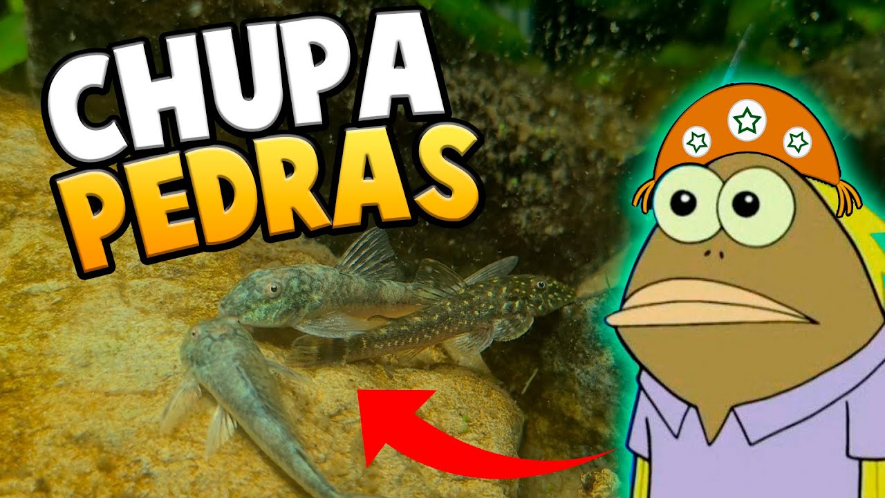 Novos Peixes no Aquário - Cascudos Abacaxi (Chupa Pedra) - YouTube