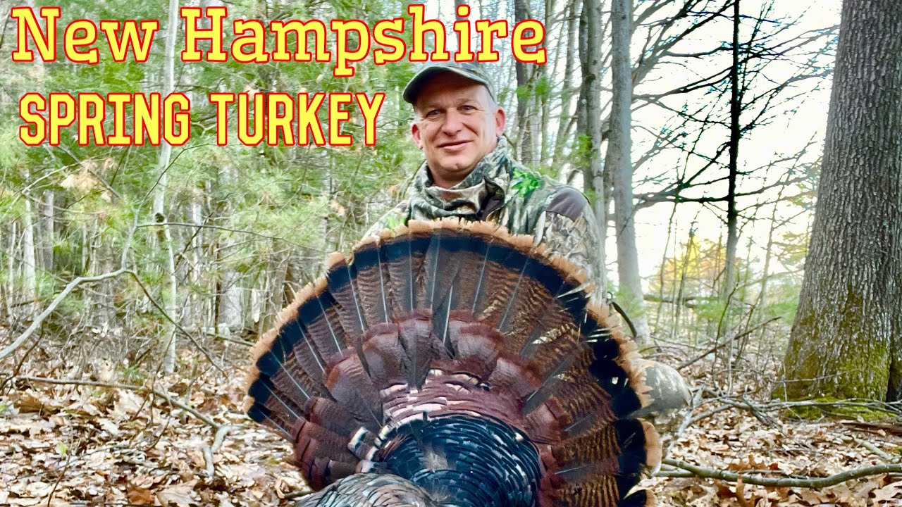 New Hampshire Spring Turkey Opening Day / Swing and a miss & Redemption ...