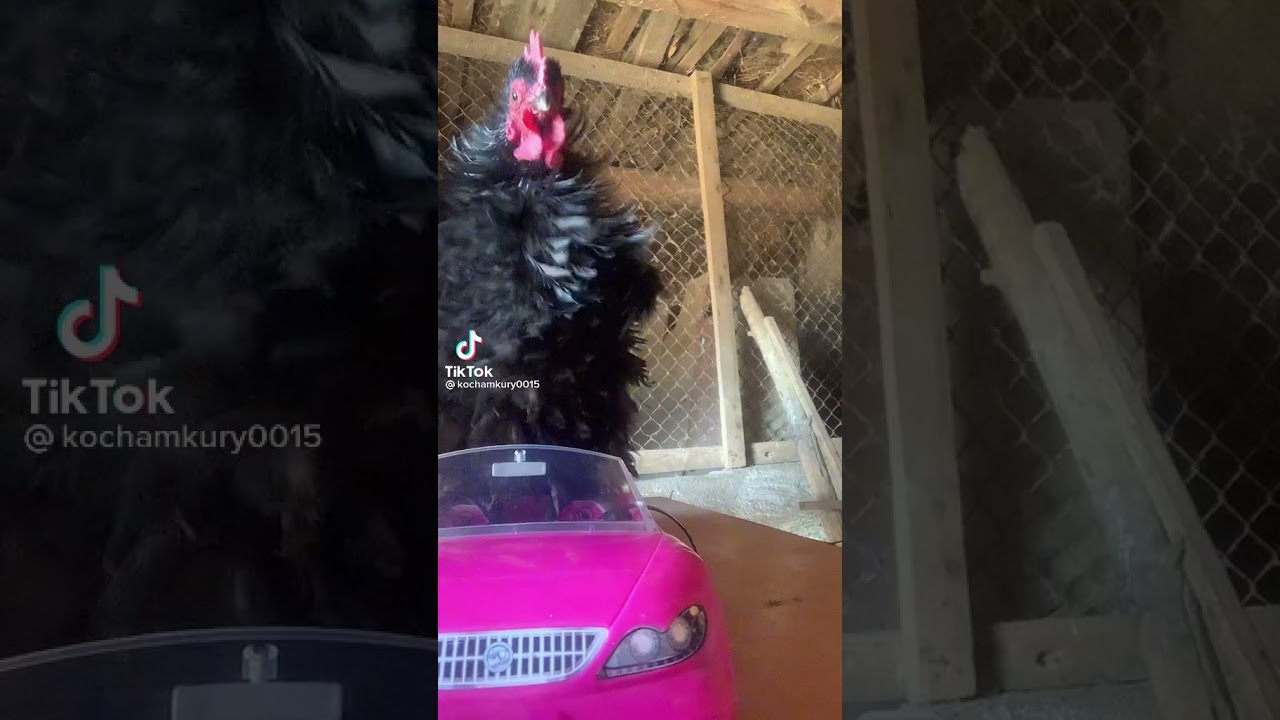 nic 30 #shorts - YouTube