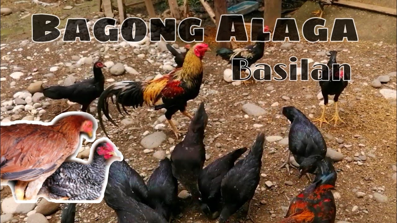 May nag Bigay, Bagong Pares ng Manok: BASILAN ¦ Update sa mga Manok.. 🐓 ...