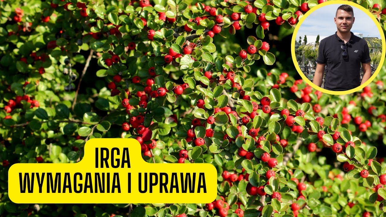 Irga – wymagania i uprawa. Zimozielona roślina płożąca o czerwonych ...