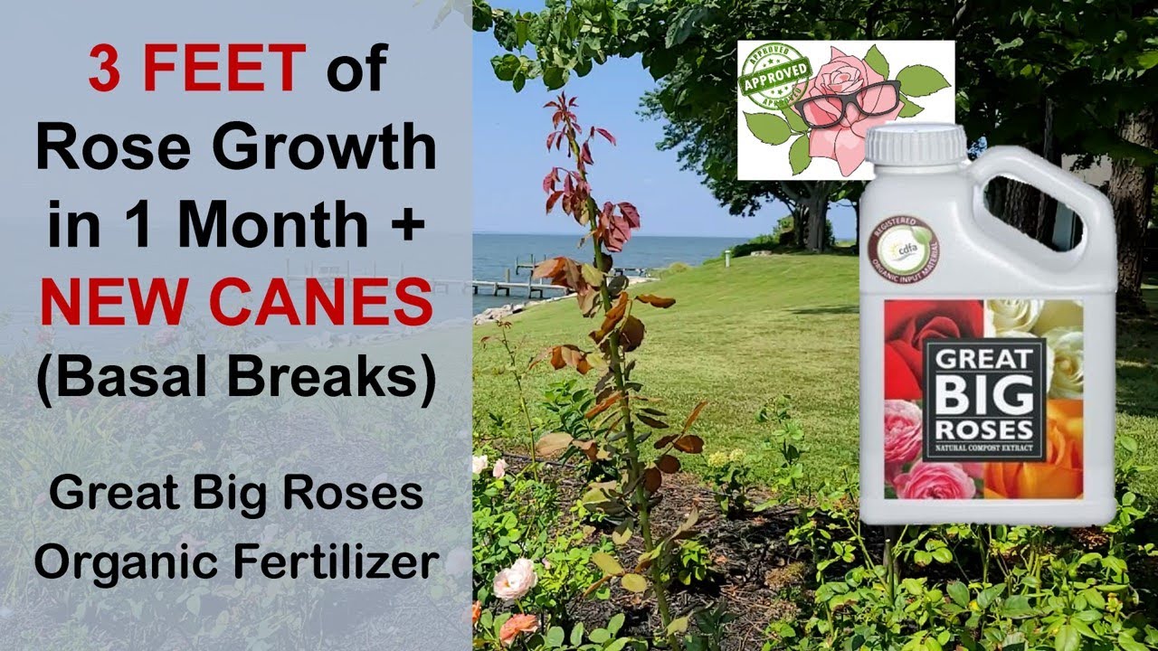 🌹 3-FOOT Rose Growth in a Month with Great Big Roses Organic Humic Acid ...