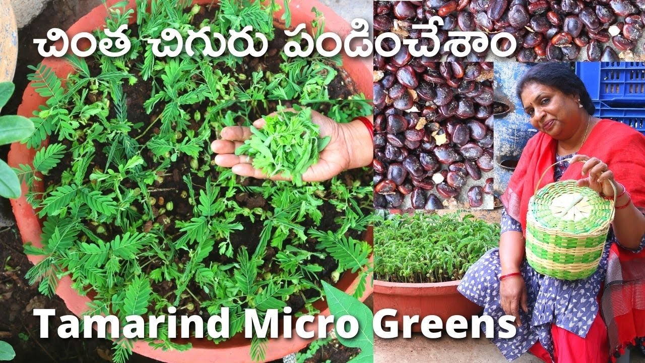 Tamarind Microgreens/చింత చిగురు పండించేద్దాం/How to grow Tamarind ...
