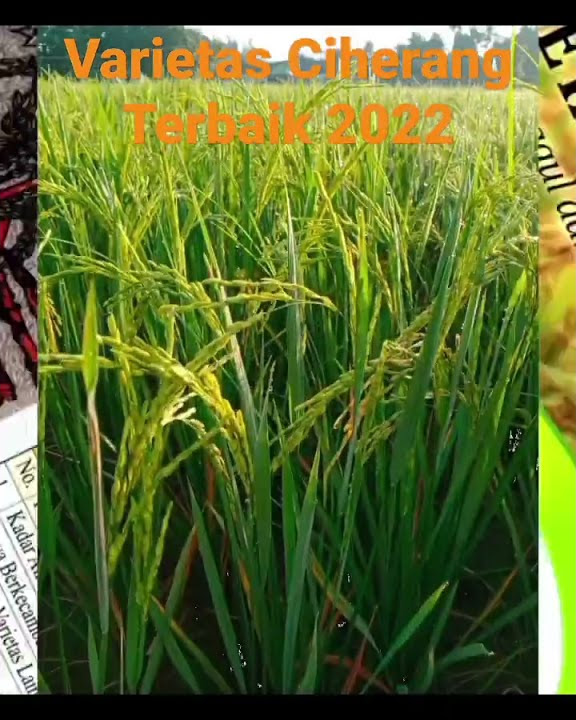 Benih Padi Ciherang Terbaik 2022 - YouTube