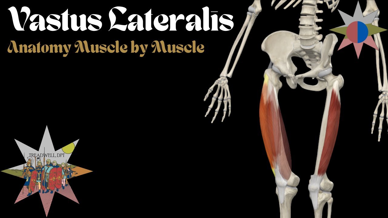 Vastus Lateralis – The Quad’s Single-Joint Powerhouse | Anatomy ...