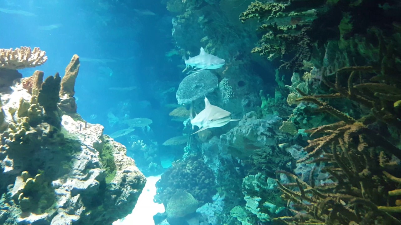 Shark @Kuwait Aquarium - YouTube