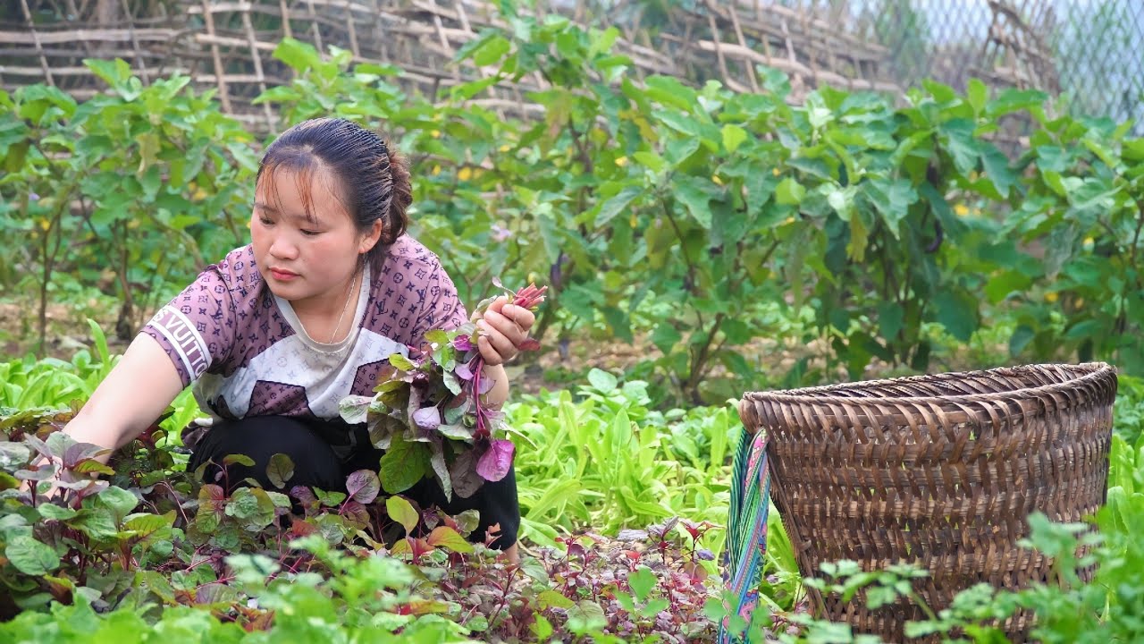 Harvest agricultural products, Ant eggs, Vegetables on the farm, Bring ...