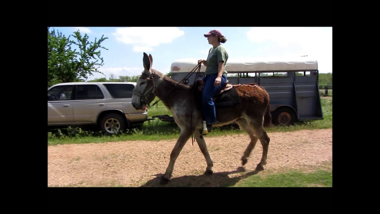 GAITED MAMMOTH JACK IN SLOW MOTION - YouTube