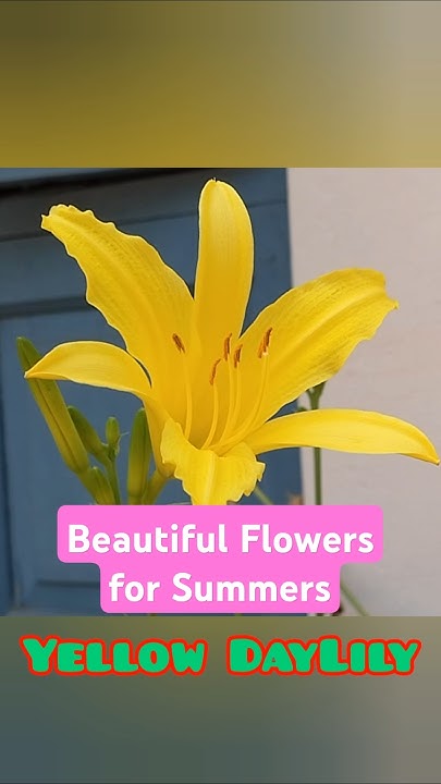 Yellow Day Lily: Amazing flowers for the Summer Season #daylilies # ...