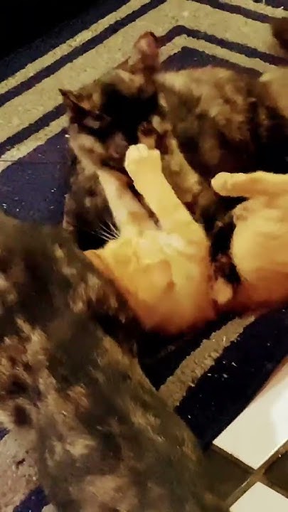 Cats fighting over catnip’s #shorts #catlover #cat #catvideos - YouTube