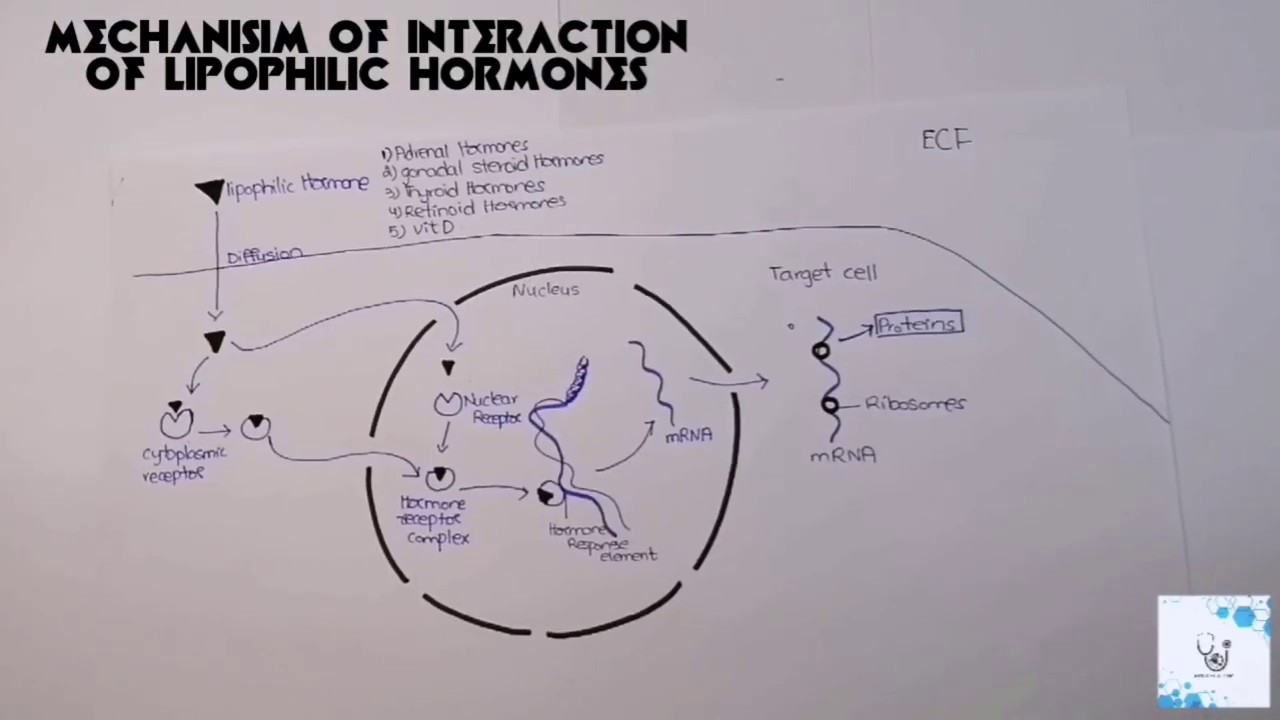 MECHANISIM OF INTERACTION OF LIPOPHILIC HORMONES - YouTube